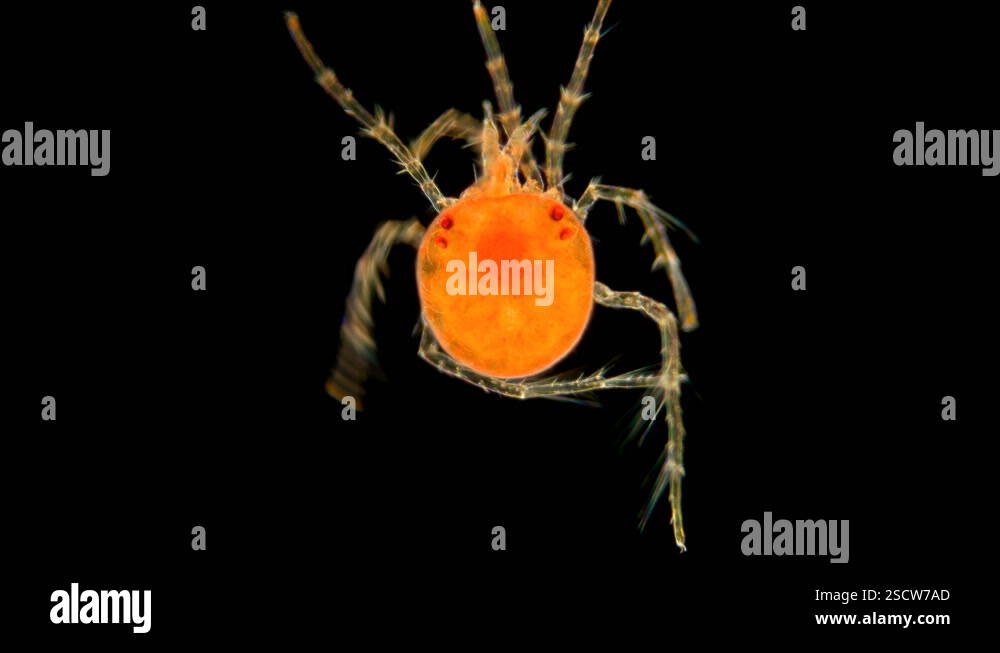 mite Hydrachnidia under the microscope Stock Video Footage - Alamy