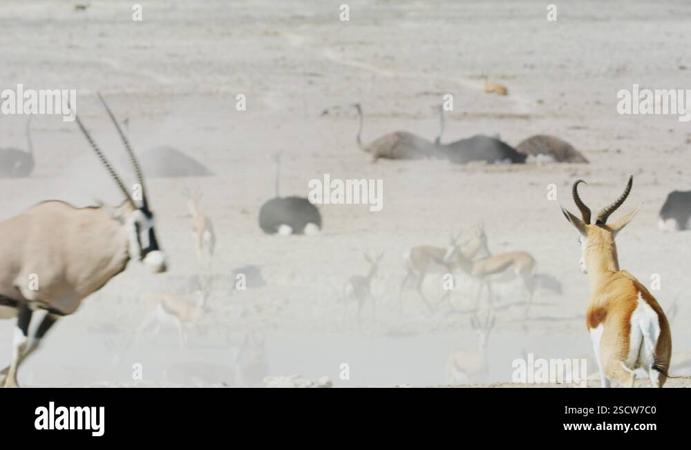 Gemsbok chase each other through a mixed herd of Gemsbok and Springbok ...
