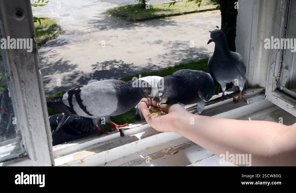 Girl feeding birds doves with hands on home window Stock Video Footage - Alamy
