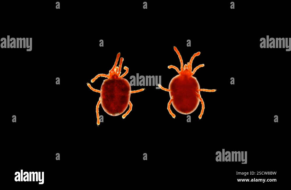 velvet Acari (mite) Trombidiidae under a microscope, order Prostigmata ...