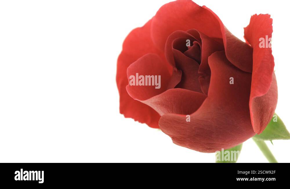 Beautiful red rose flower open on white background. Blooming dark ...