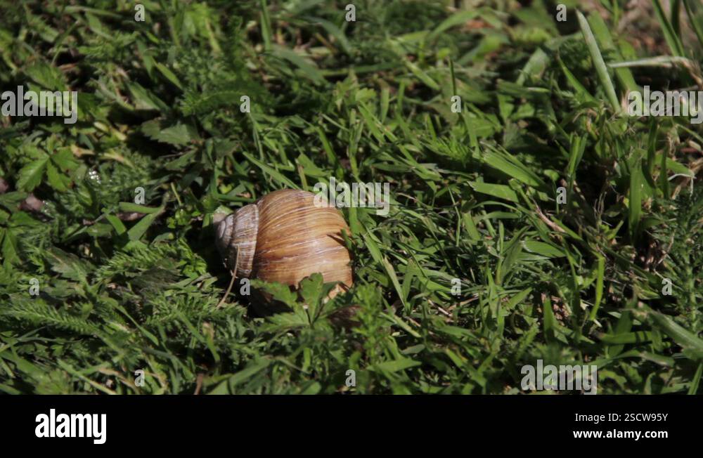European pulmonate land snail (Helix aspersa Stock Video Footage - Alamy