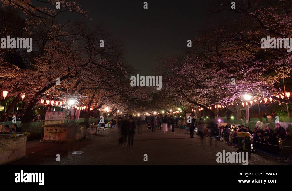 Wonderful Hanami festival at Ueno Park in Tokyo, Japan. 4K time lapse ...
