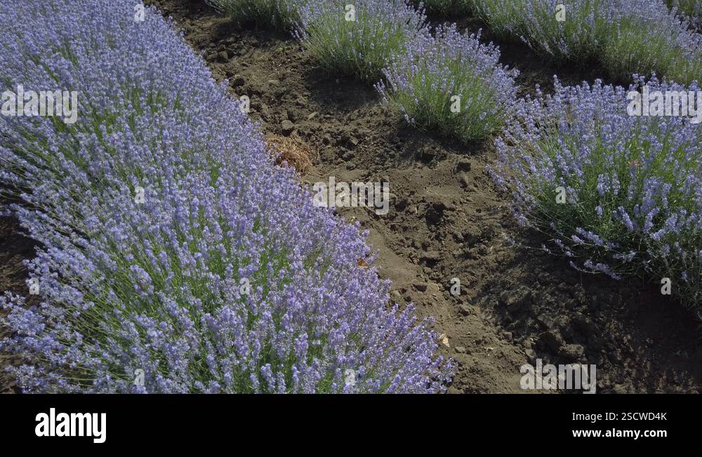 Lavender rows in the field in early summer period Stock Video Footage ...