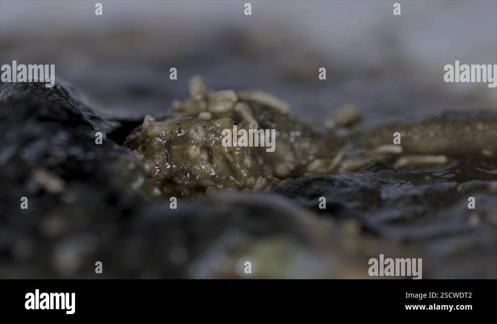 Plague and sickness death close up. Fly larva maggots feeding on dead ...