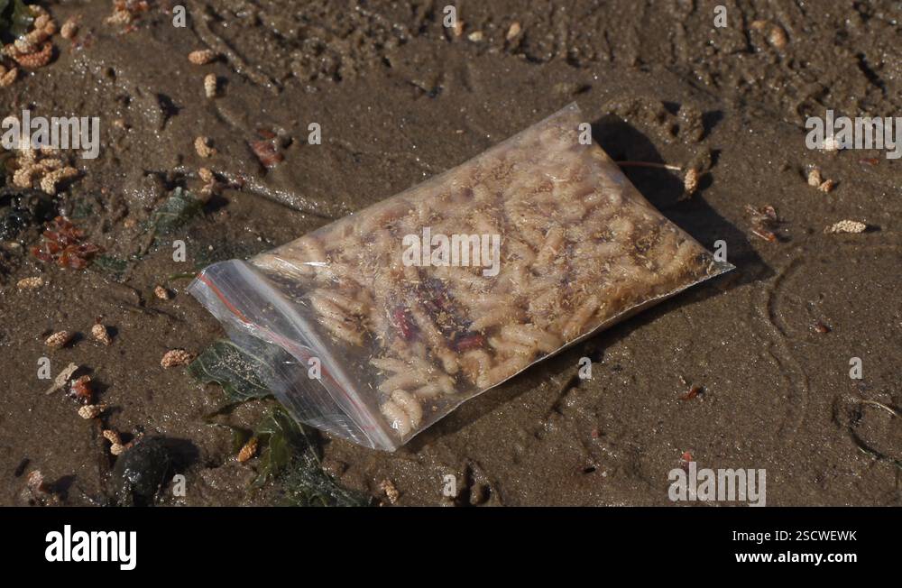 live maggots in a package of fishing bait close-up on the sand Stock ...