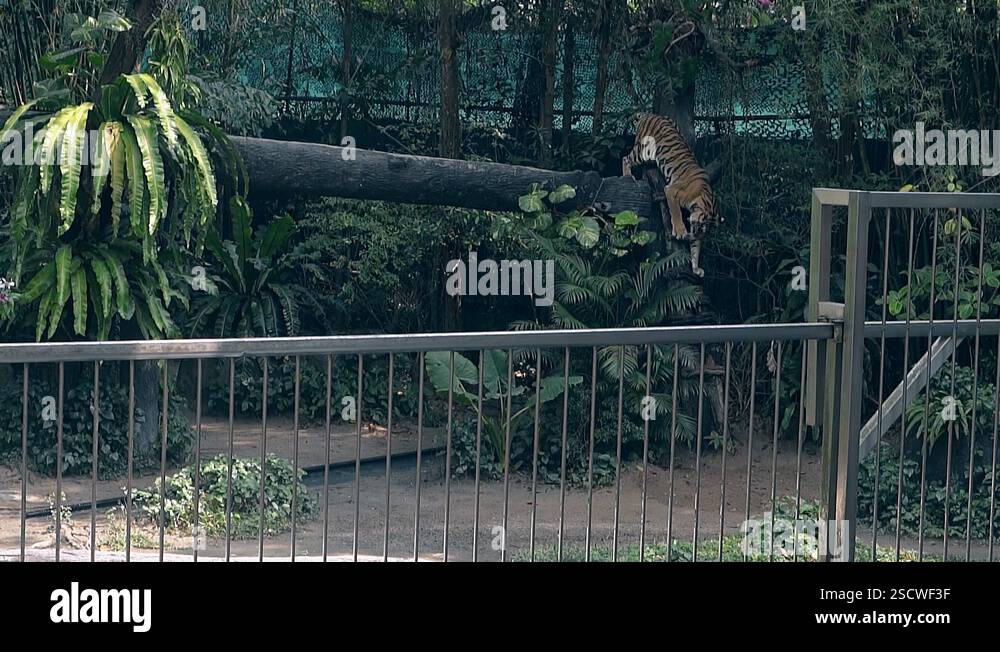 elegant strong tiger walks proudly in cool shadow in zoo Stock Video ...