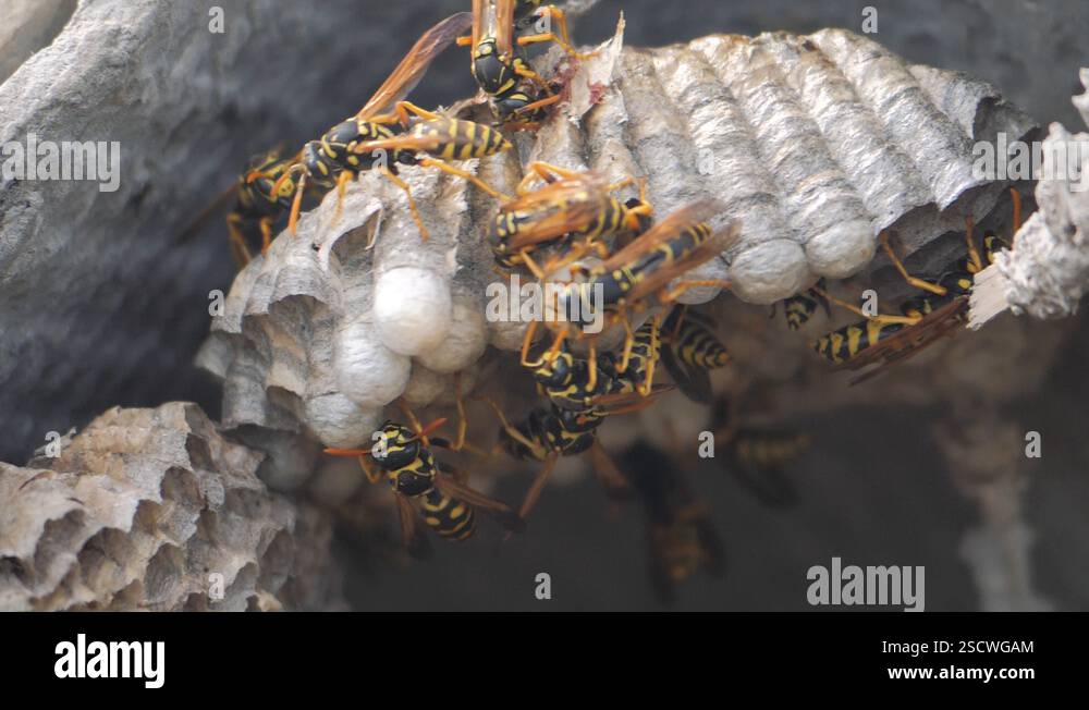 wasps insects under the roof of the house pests. wasps nest. wild wasp ...