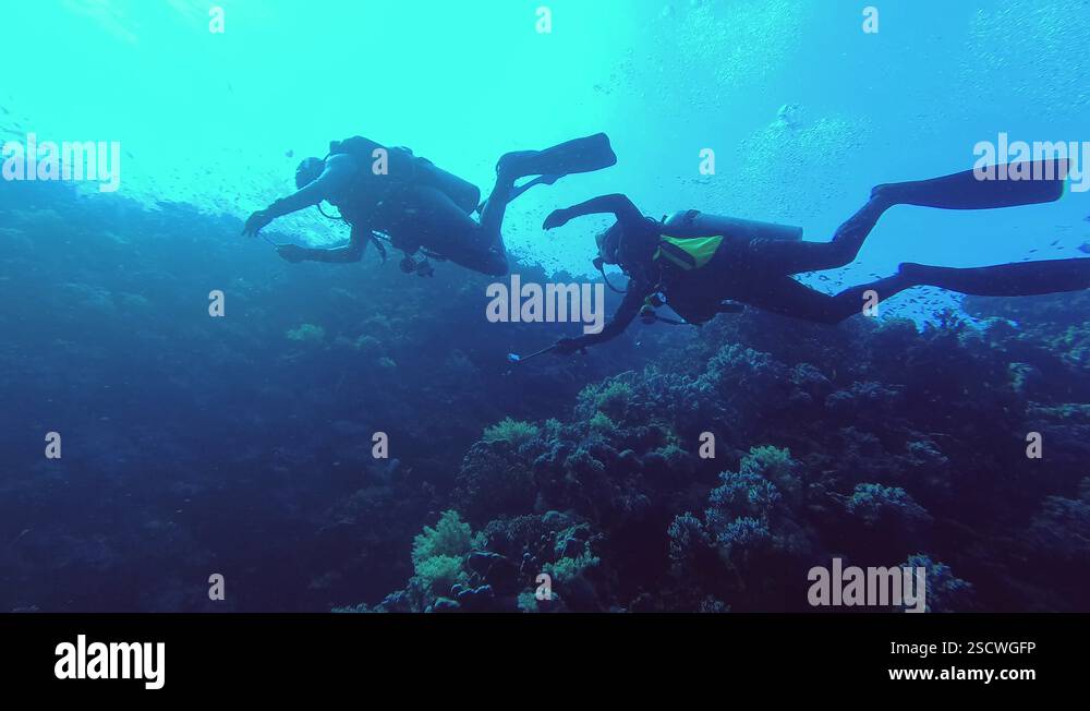 Two scuba divers swim alongside a coral reef wall, a school of tropical ...