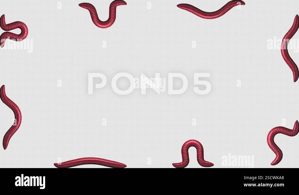 Worms on transparent background, looping 3D animation Stock Video ...