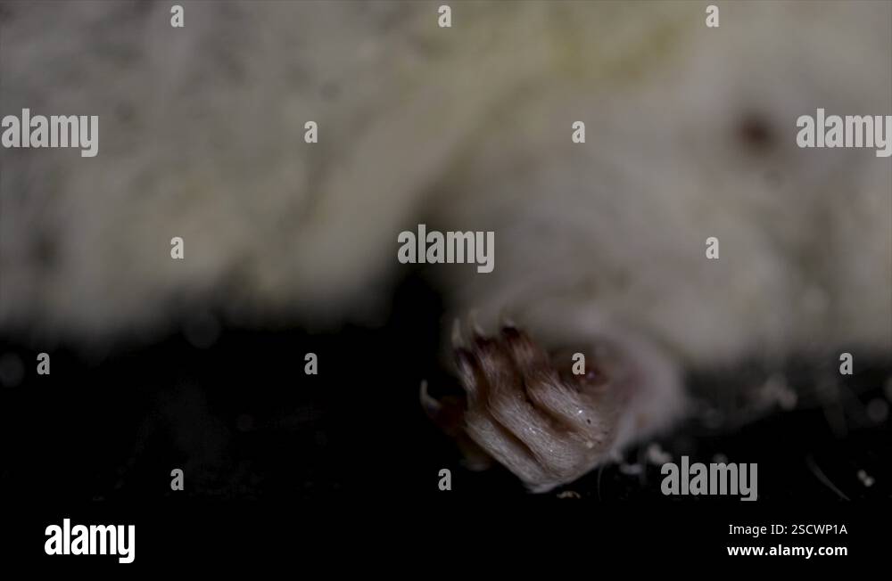 Claw of dead animal close up of small hand of a creature. clenched paw ...