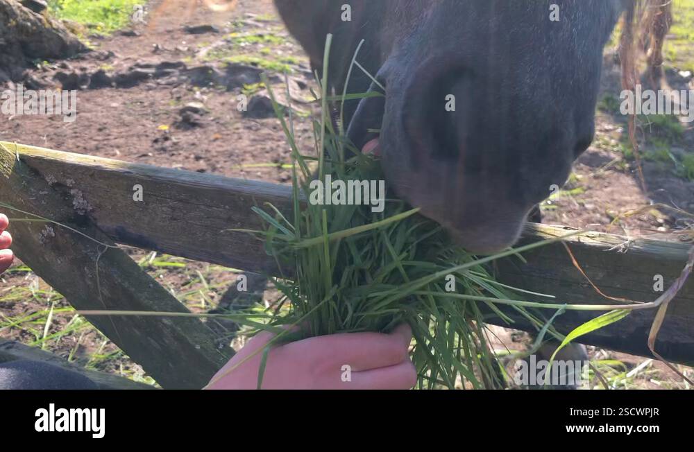 Field with shetland ponies Stock Videos & Footage - HD and 4K Video ...