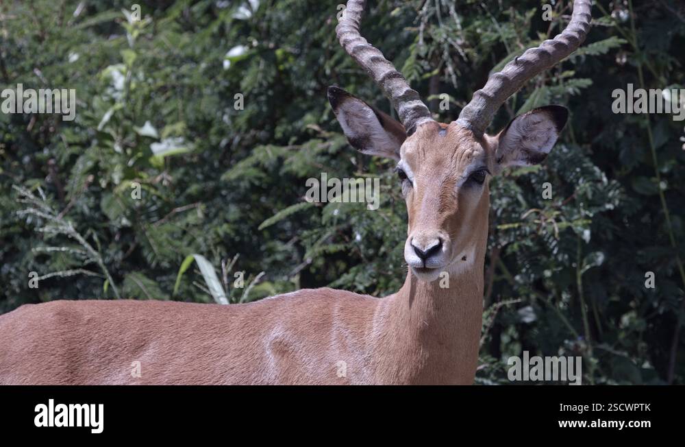 Mediam close up view of impala(antelopi) standing in the grassland of ...