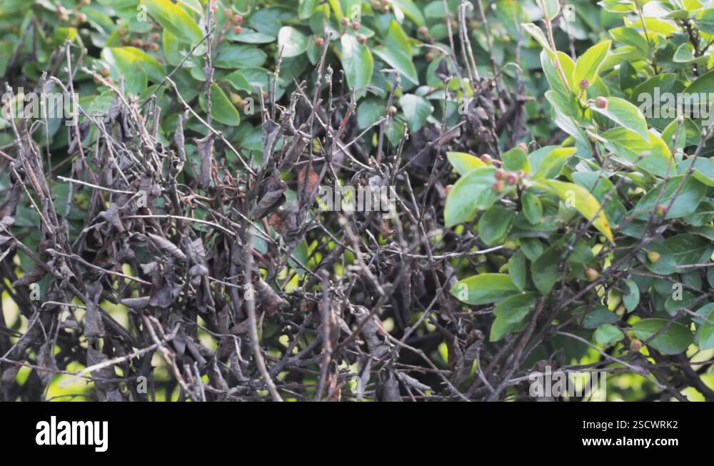 living dead plant global warming transformation Stock Video Footage - Alamy