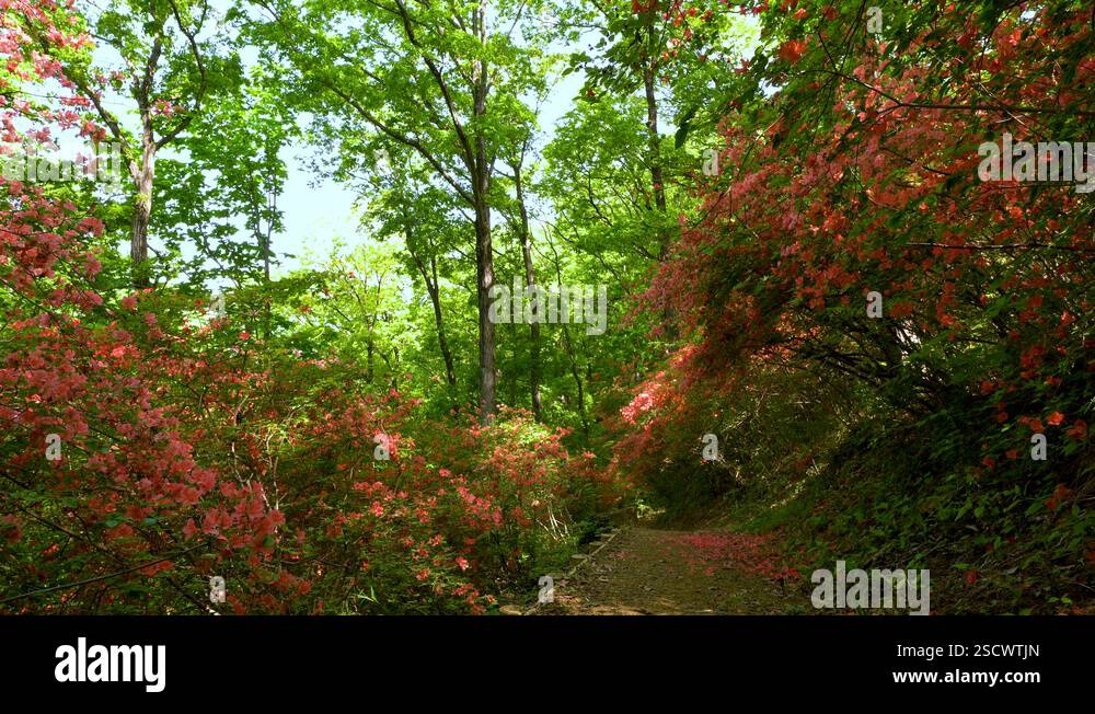 Wild azalea trail Stock Videos & Footage - HD and 4K Video Clips - Alamy