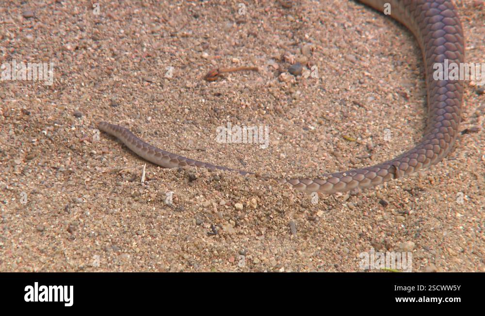 Snake Tail In Sand Stock Video Footage - Alamy