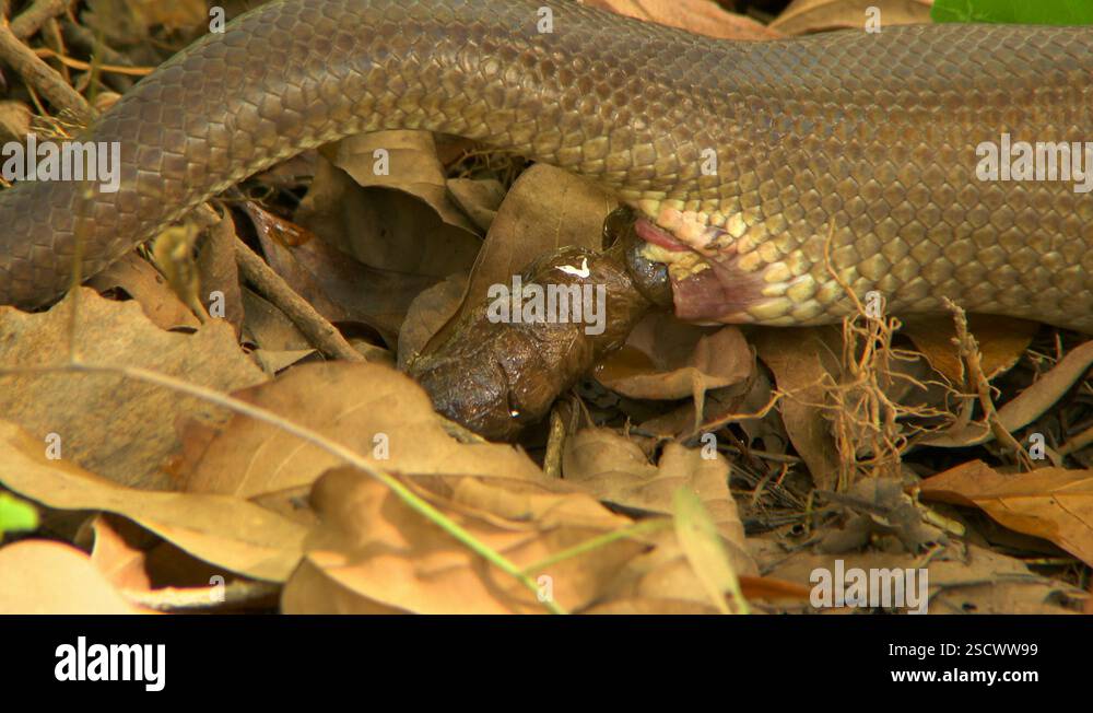 Snake Having Giant Poop Stock Video Footage - Alamy