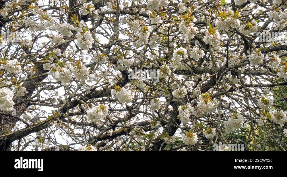 Blooming Cherry Tree, prunus sp., Normandy in France, Slow motion 4K ...