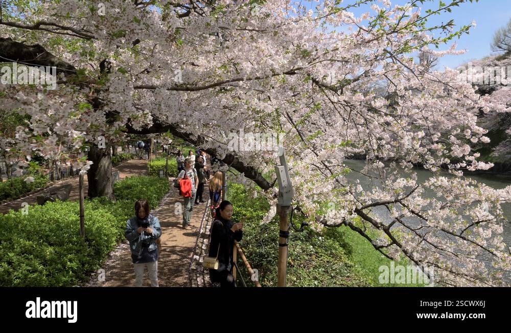 CS MS SLO MO Cherry blossom and visitors in Chidorigafuchi Park, Tokyo ...