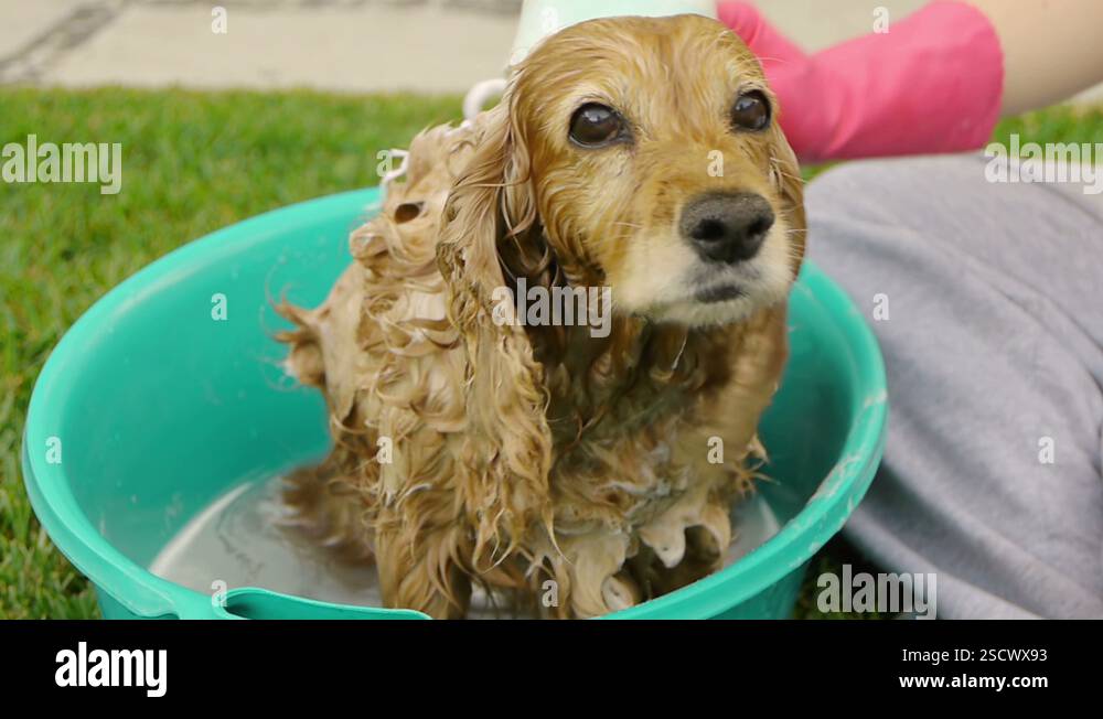 Dog Shivering while Bathing (HD Stock Video Footage - Alamy