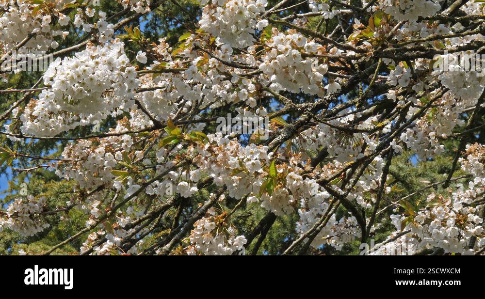 Wind and Blooming Cherry Tree, prunus sp., Normandy in France, Slow ...