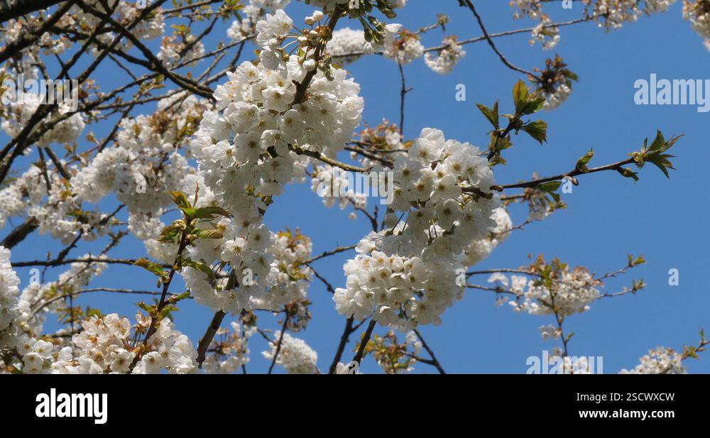Wind and Blooming Cherry Tree, prunus sp., Normandy in France, Slow ...