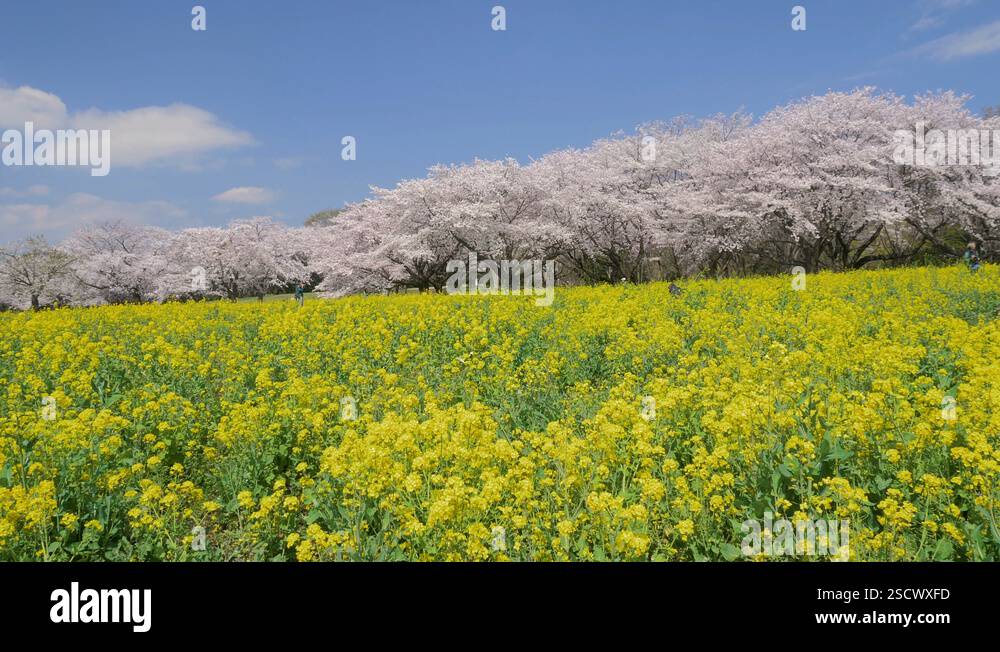 DS WS SLO MO Cherry blossom and yellow rapeseed field, Showa Memorial ...