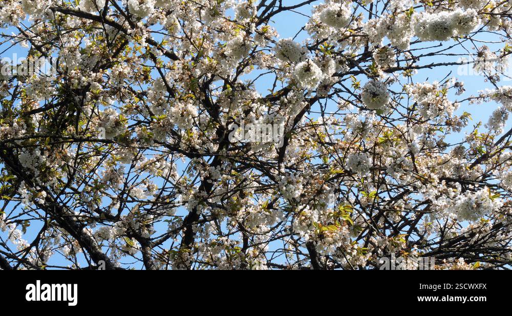 Wind and Blooming Cherry Tree, prunus sp., Normandy in France, Slow ...
