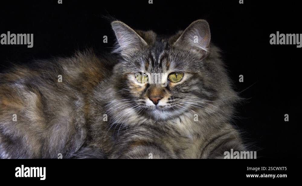 Tortie Maine Coon Domestic Cat, Female laying against Black Background ...