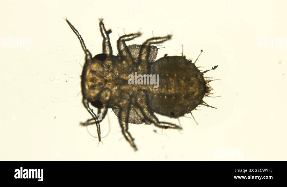 the larva is under a microscope, the stage of a nymph is a grass flea ...