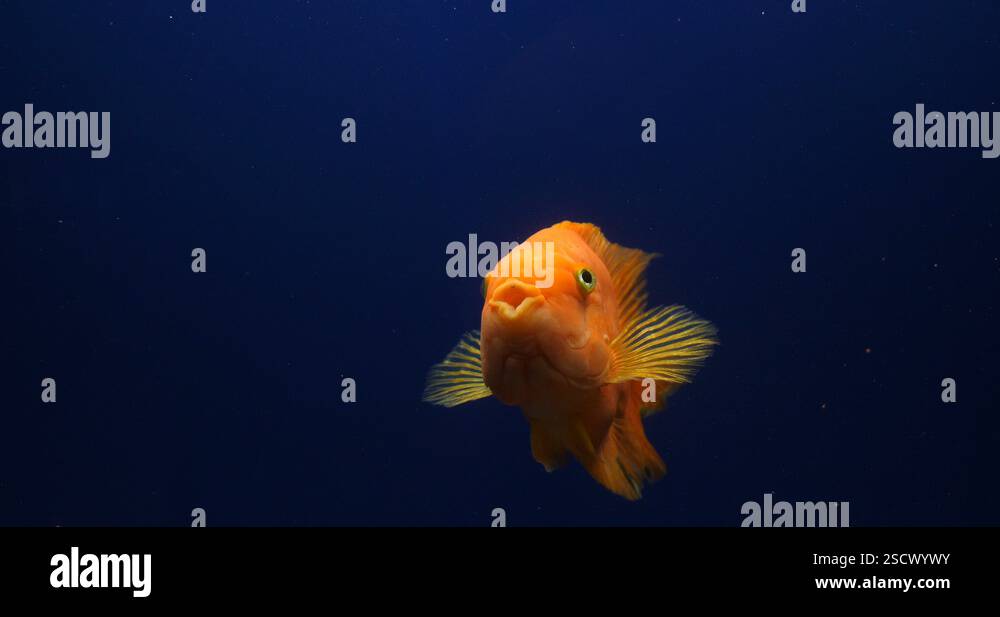 Midas Cichlid, amphilophus citrinellus, Fish swimming in a Freshwater ...