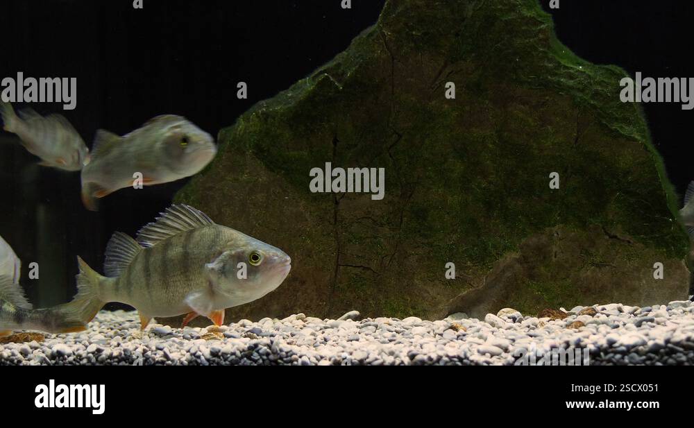 European Perch, perca fluviatilis, Fresh Water Fish, Slow motion 4K ...