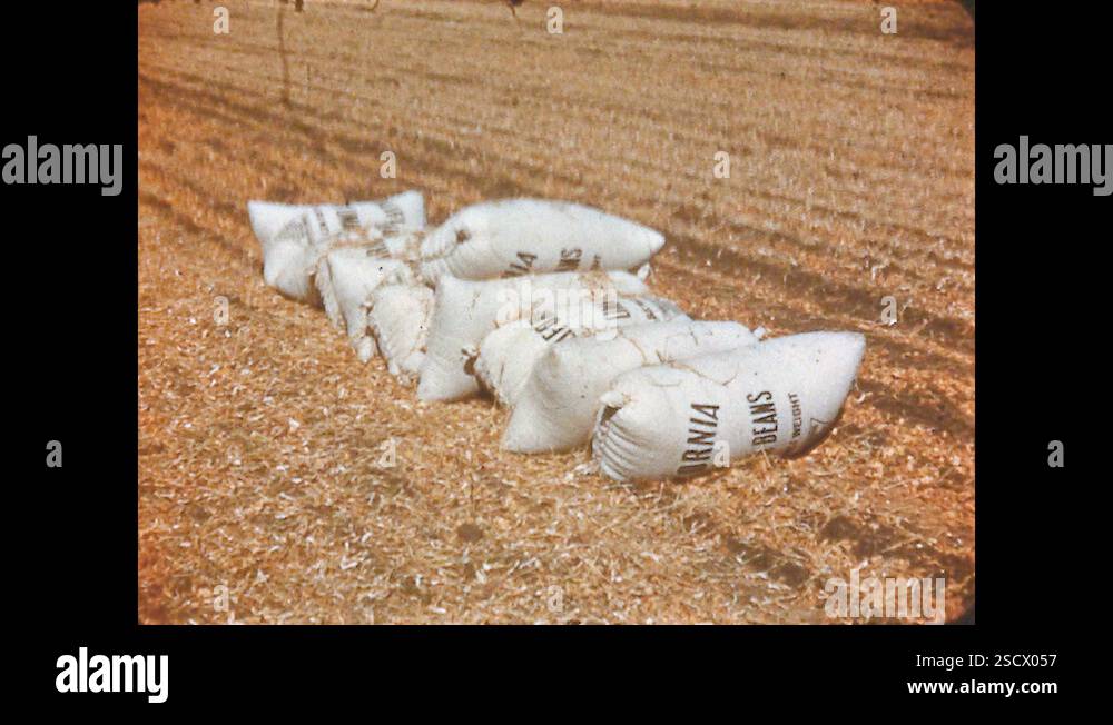 1950s: UNITED STATES: sacks of beans in field. Piles of bean waste on ...