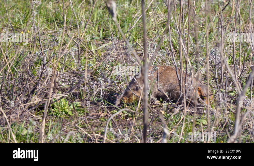 Gopher eats grass Stock Video Footage - Alamy