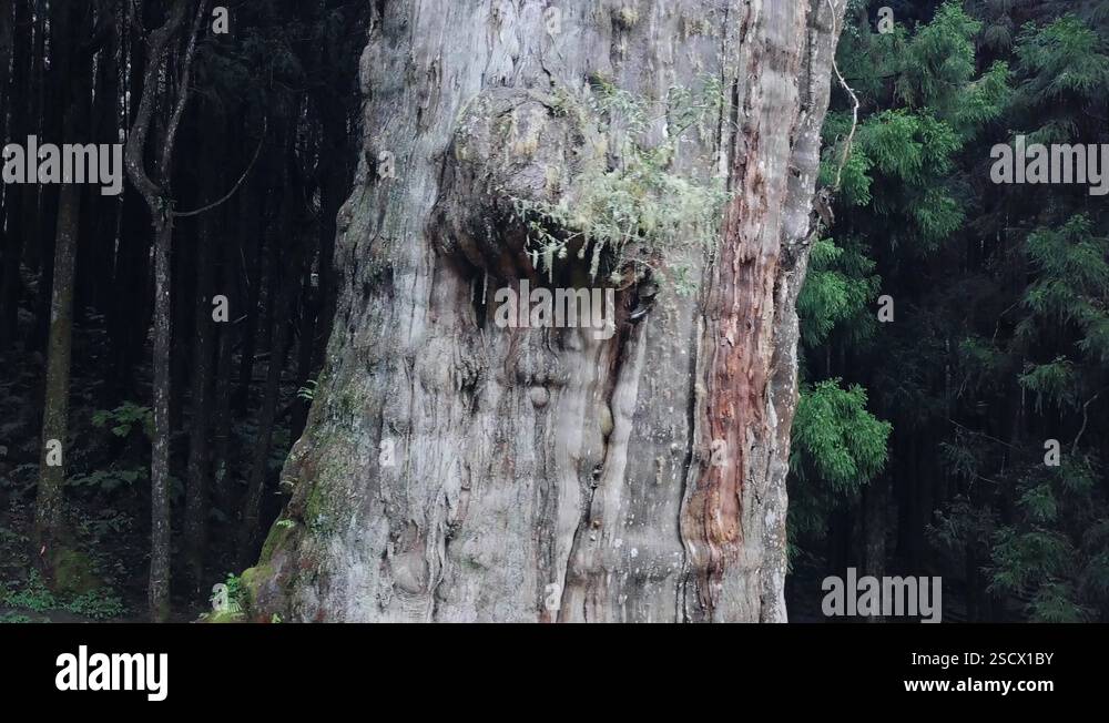 Giant Cypress Tree in Alishan Scenic Area Forest with Mist, Haze and ...