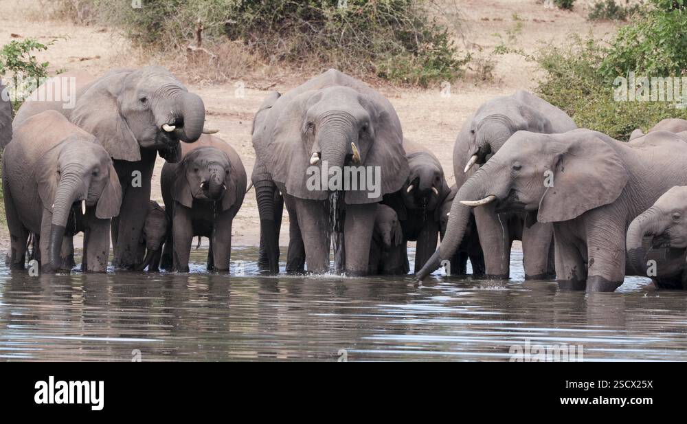 Close-up front view of a breeding herd of elephants with young calves ...