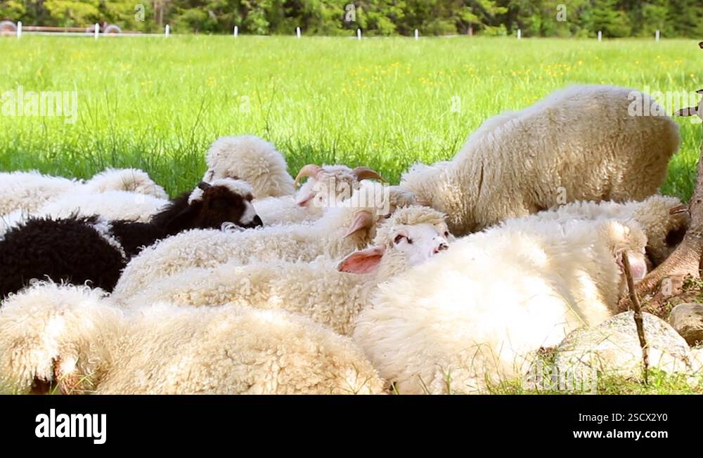 Pastoral sheep cattle station Stock Videos & Footage - HD and 4K Video ...