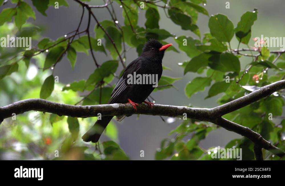 Asian Black Bulbul Bird (Hypsipetes leucocephalus) on Tree Branch in ...