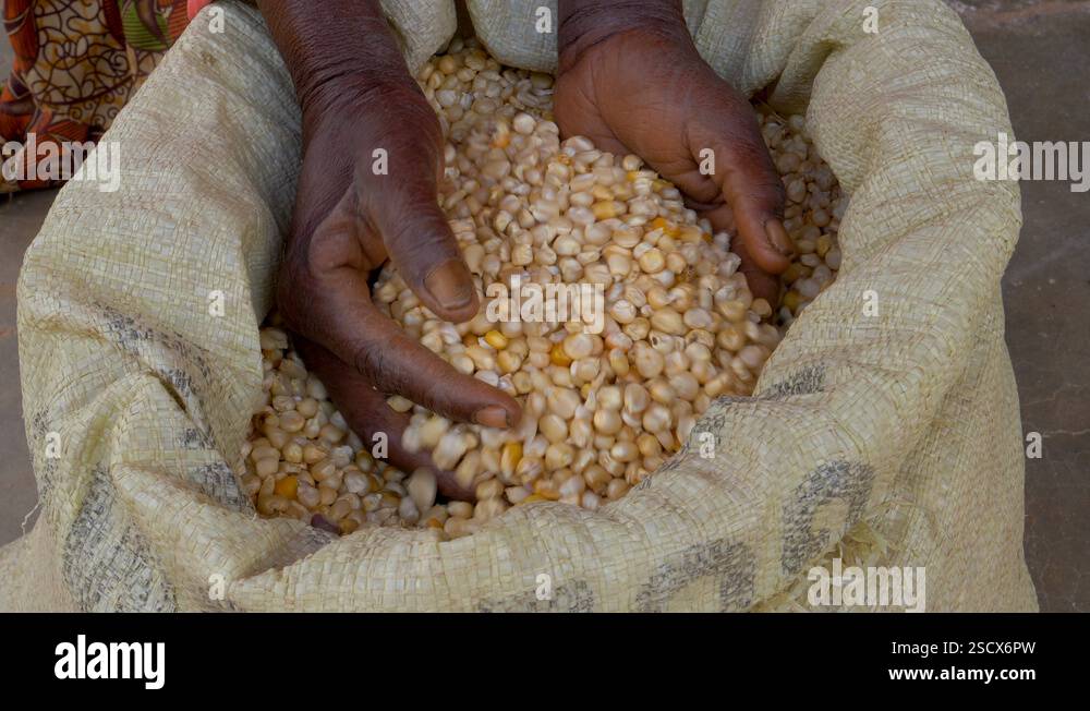 A close-up view of a womans hands scooping out corn from a grain bag ...