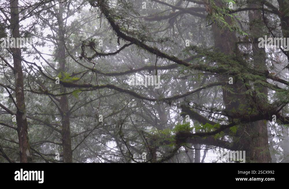 Misty Cypress Forest in Alishan Scenic Area with Fog and Haze in Taiwan Stock Video Footage - Alamy