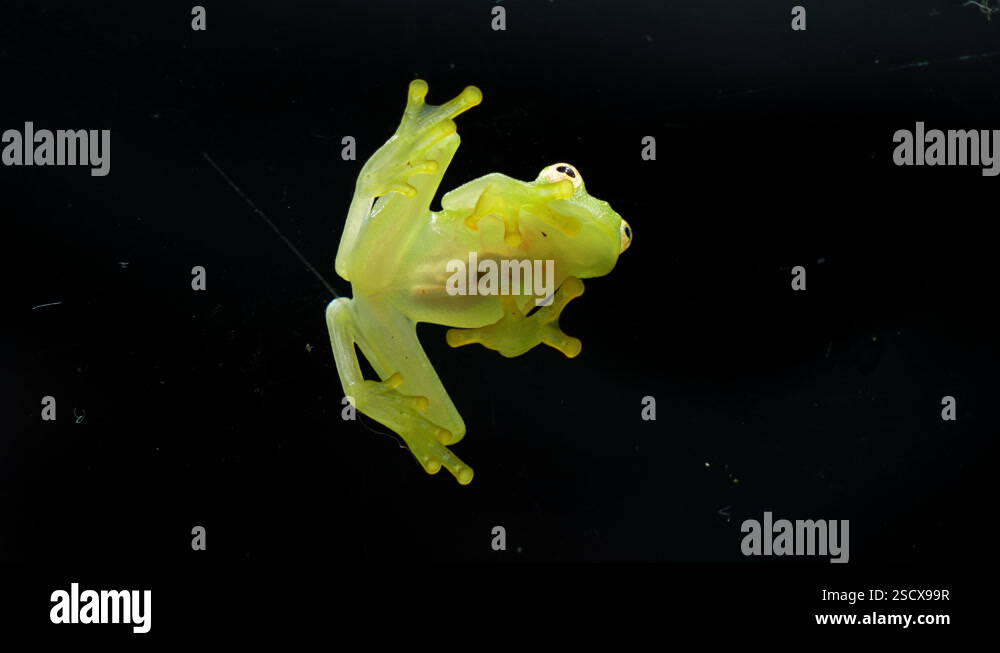 Fleischmann's glass frog anatomy bottom view Stock Video Footage - Alamy