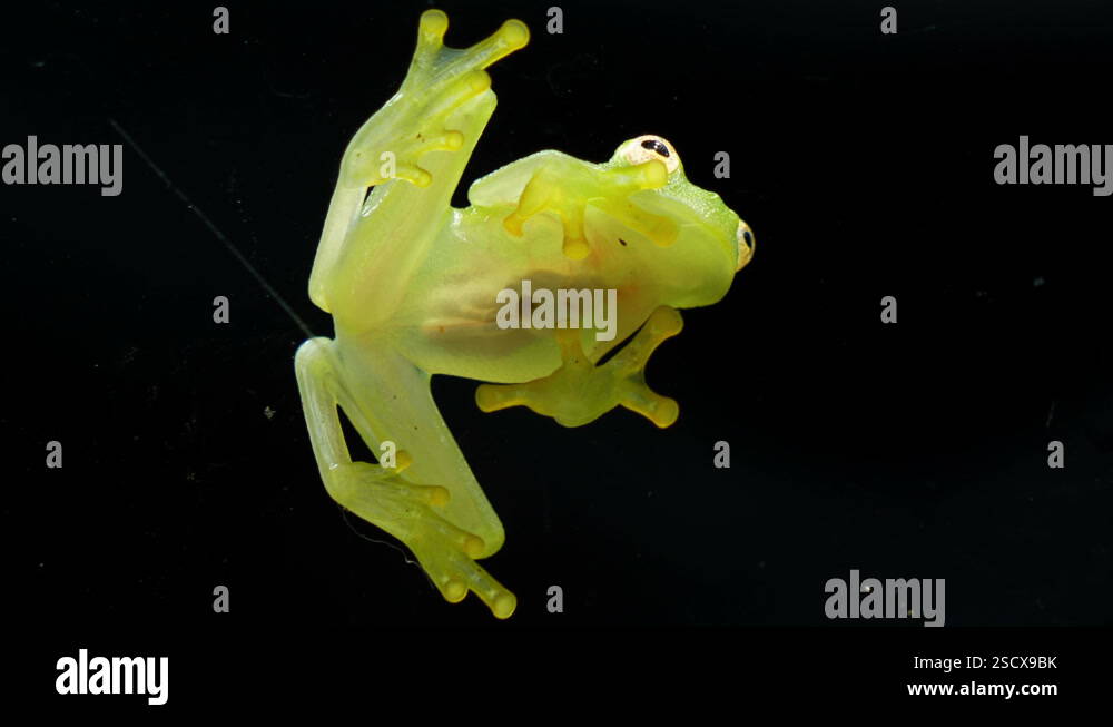 Fleischmann's glass frog body anatomy bottom view Stock Video Footage ...