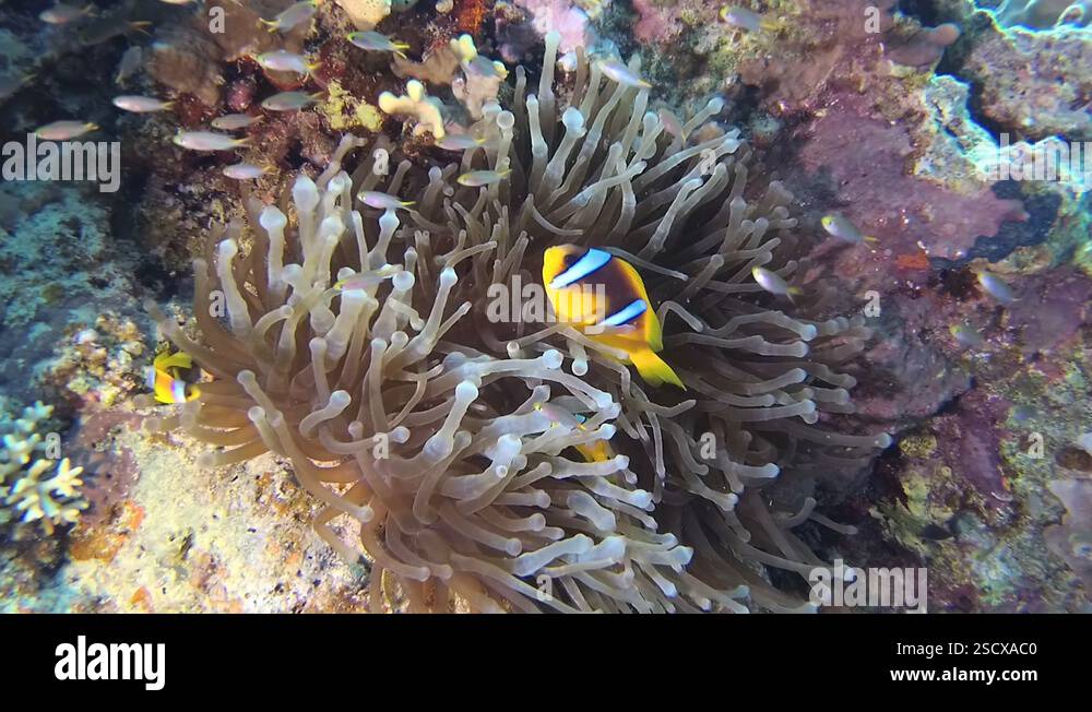 Fish of the Red Sea. Red Sea Anemonefish (Amphiprion bicinctus). A ...