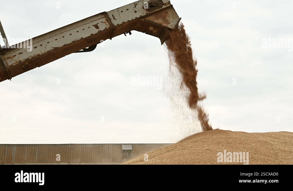 Demonstration of a steady stream of wheat grain from a combine or ...