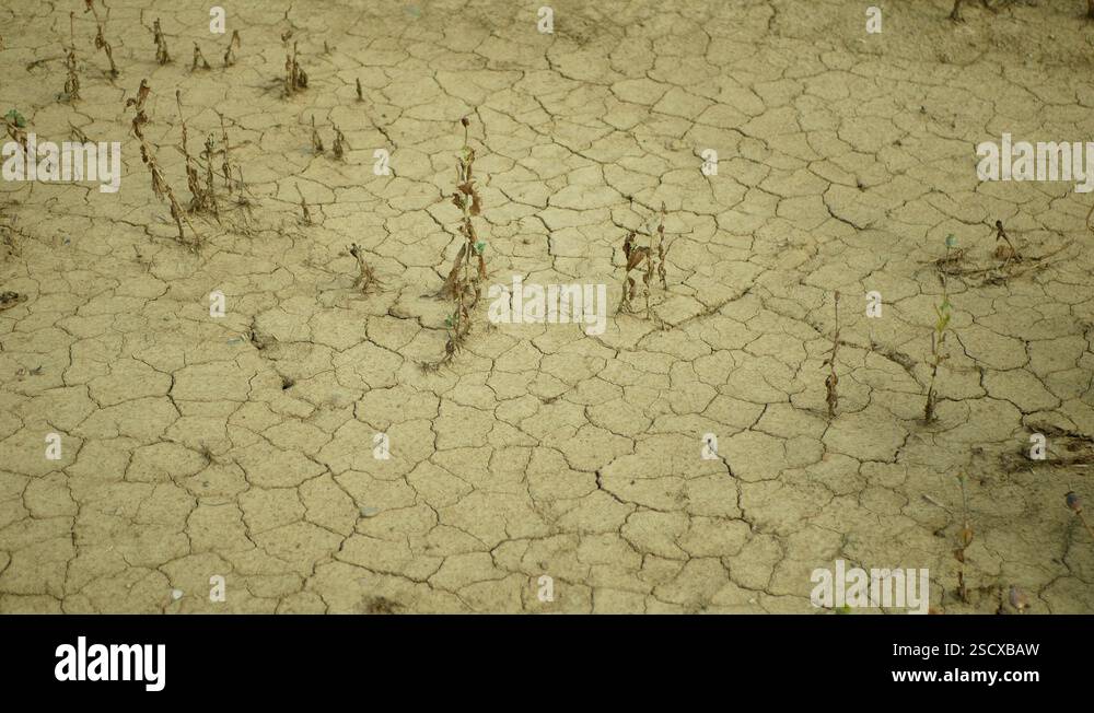 Drought dry field land with poppy leaves Papaver poppyhead, drying up ...
