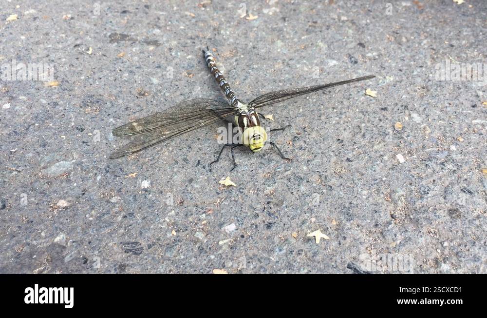 Dragonfly close-up. Relict insects. Contemporaries of extinct dinosaurs ...