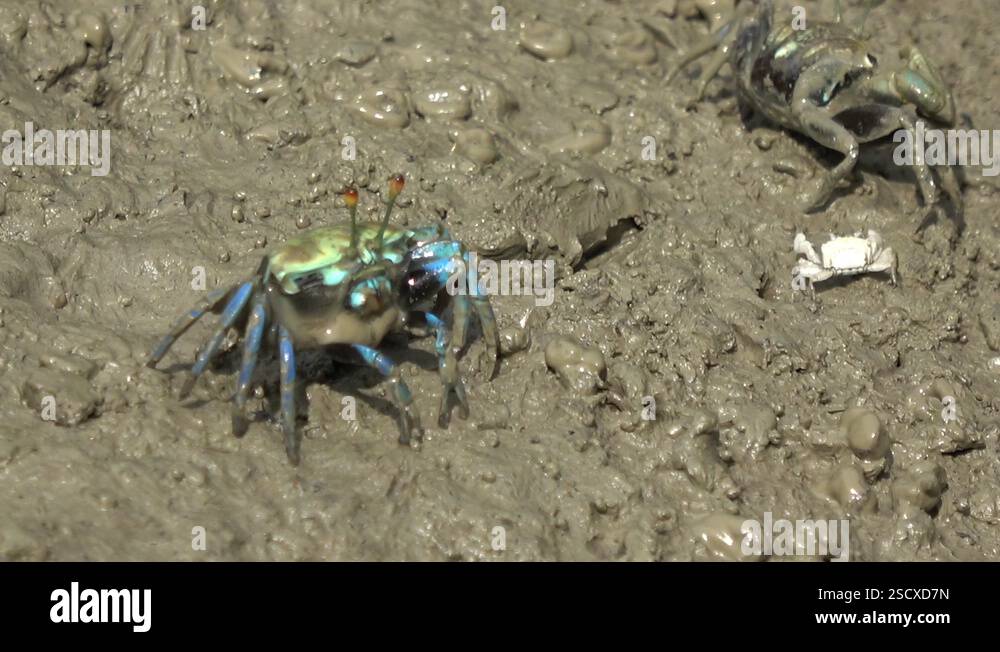 Fiddler crab malaysia Stock Videos & Footage - HD and 4K Video Clips ...