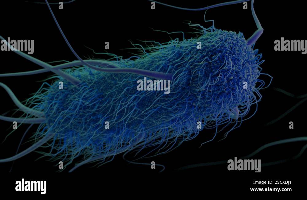 ESBL Bacteria, Escherichia coli, 3D Model Stock Video Footage - Alamy