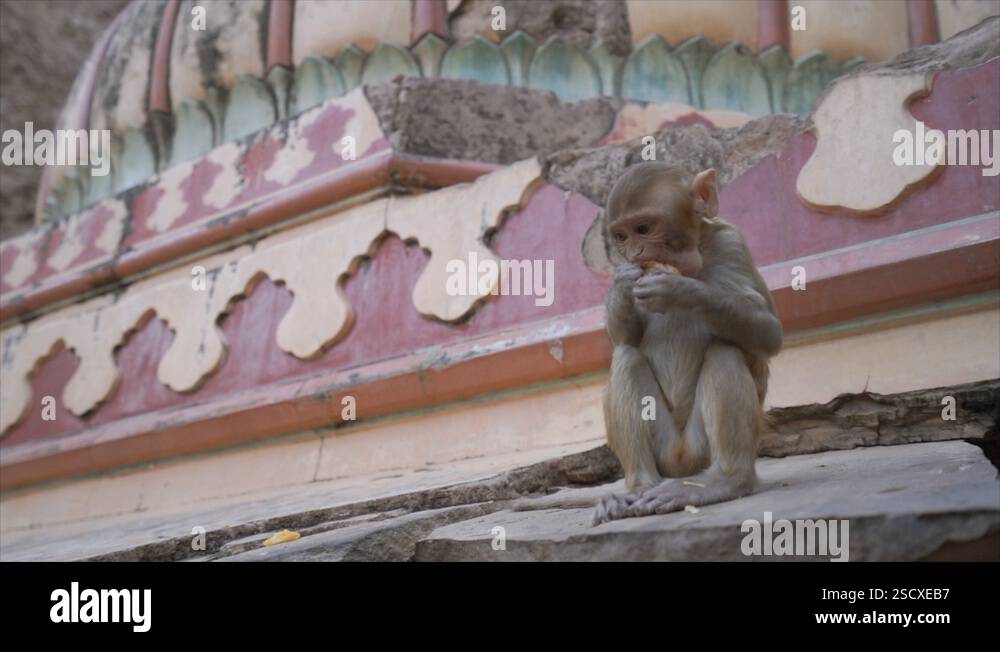 Monkey photography Stock Videos & Footage - HD and 4K Video Clips - Alamy