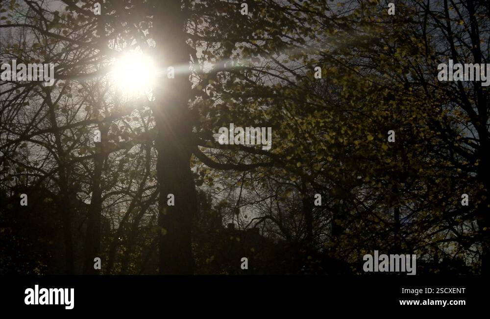 Trees against the light Stock Video Footage - Alamy